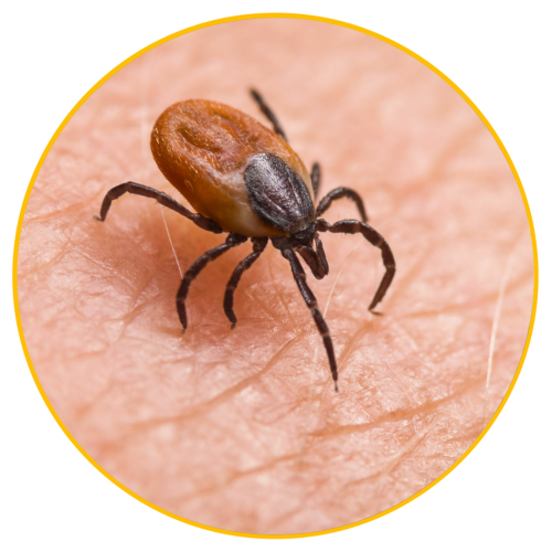 Top Ticks Pest Control Treatment & Removal Services