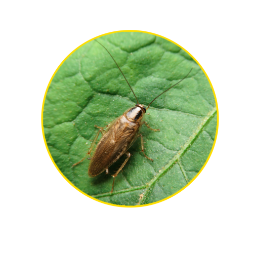 Hire professional Cockroaches control services in Dubai UAE